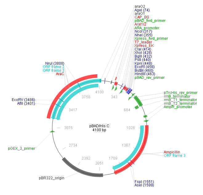 pBAD/His C载体_质粒图谱 - 优宝生物